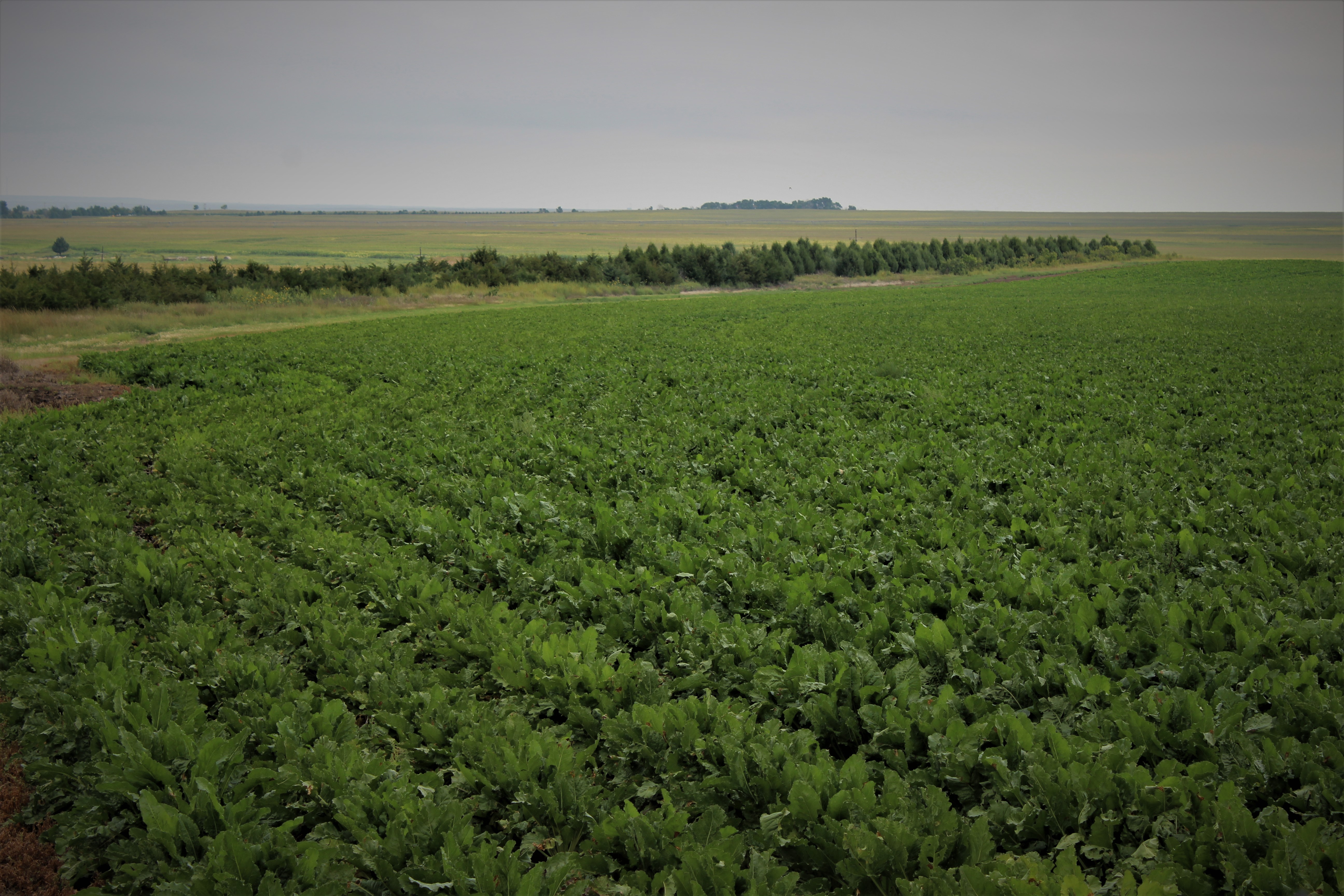 Field Windbreaks – American Windbreaks LLC